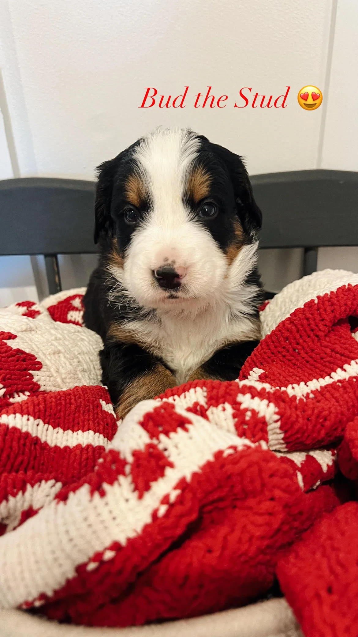 Our Puppies — Bauman Berners