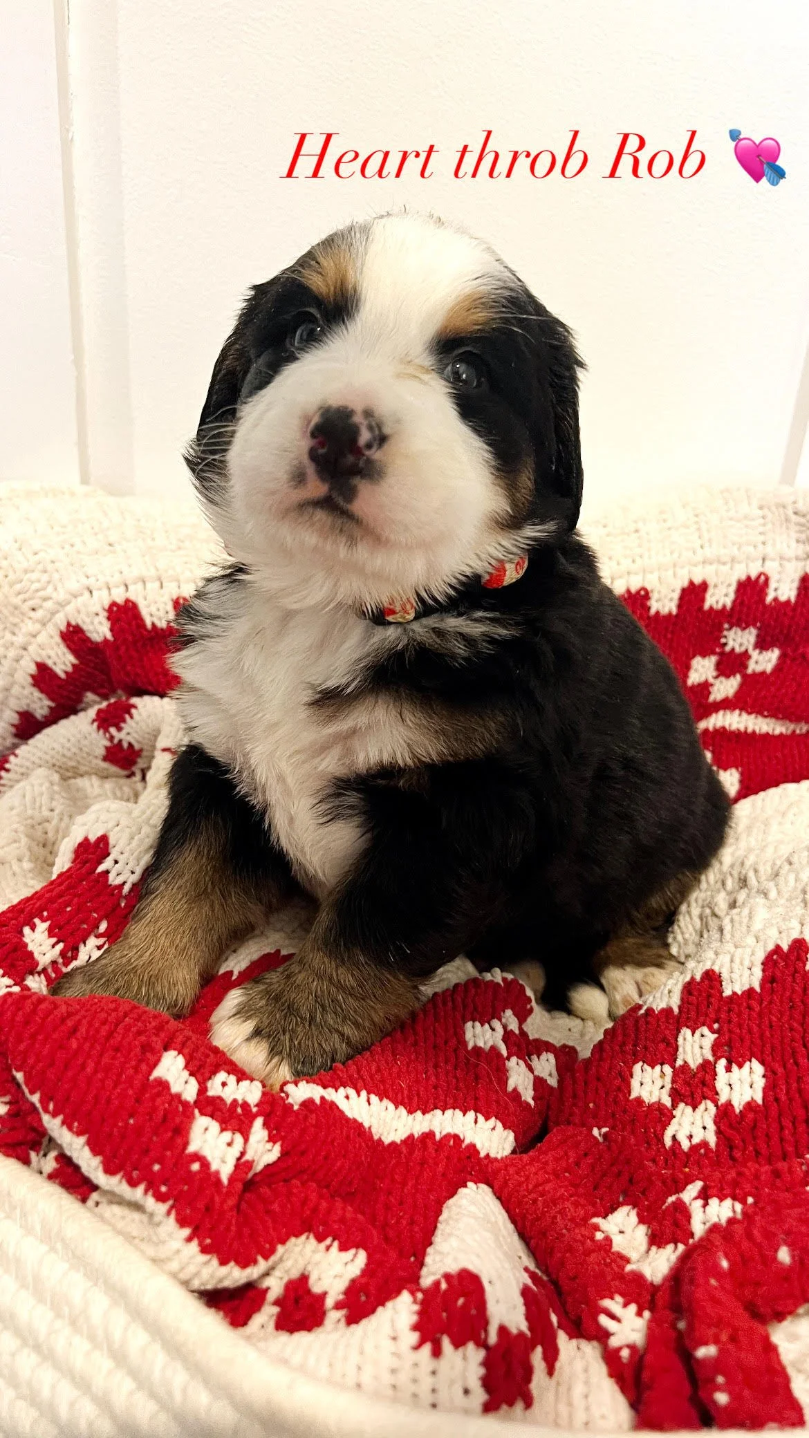 Our Puppies — Bauman Berners