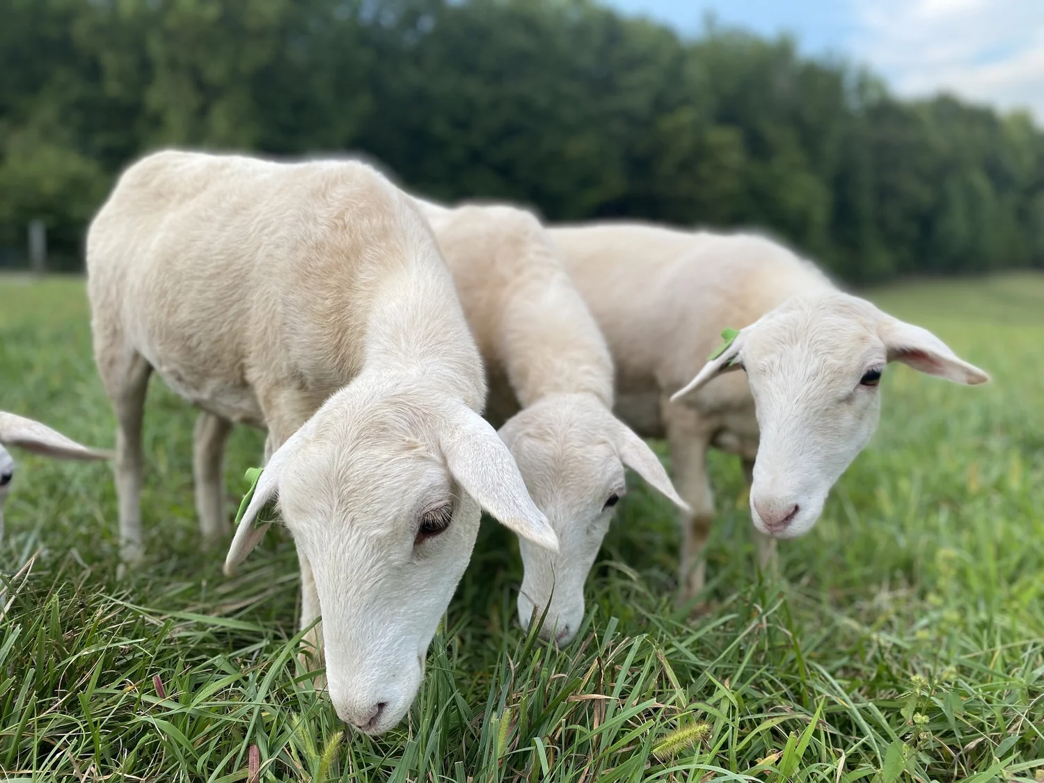 ST. CROIX SHEEP FOR SALE IN TENNESSEE | TN Spring Creek Farm — TN ...