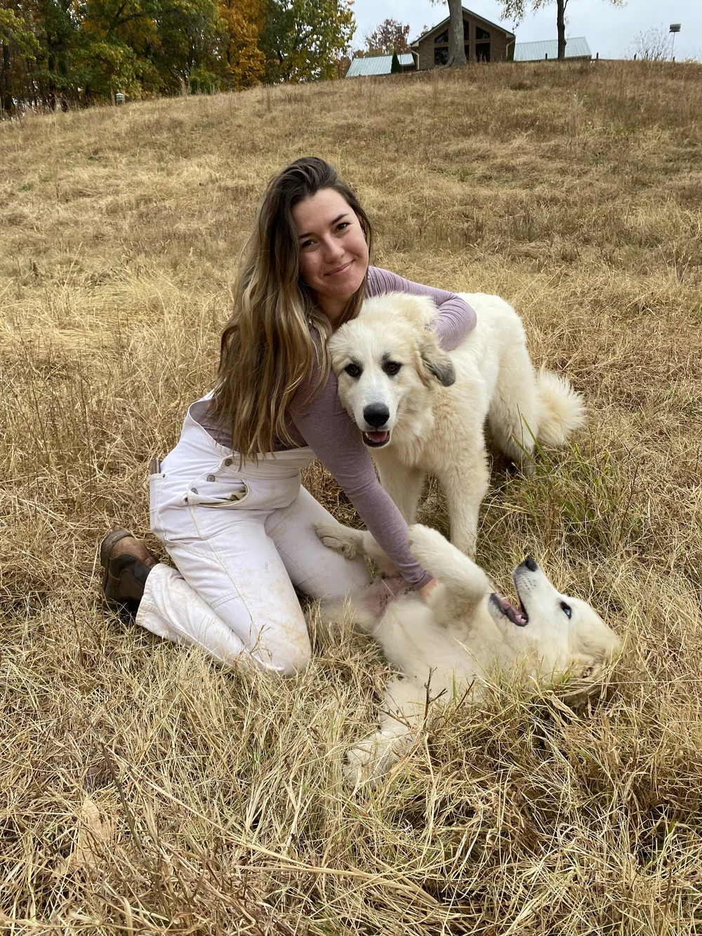 Livestock Guardian Dogs for Sale | Working Farm Dogs in TN — TN Spring ...