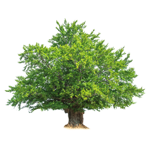 Asheville Arborist Tree Services | Local Tree Removal & Trimming ...