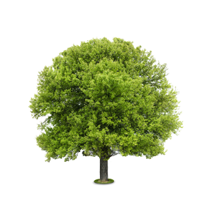 Asheville Arborist Tree Services | Local Tree Removal & Trimming ...