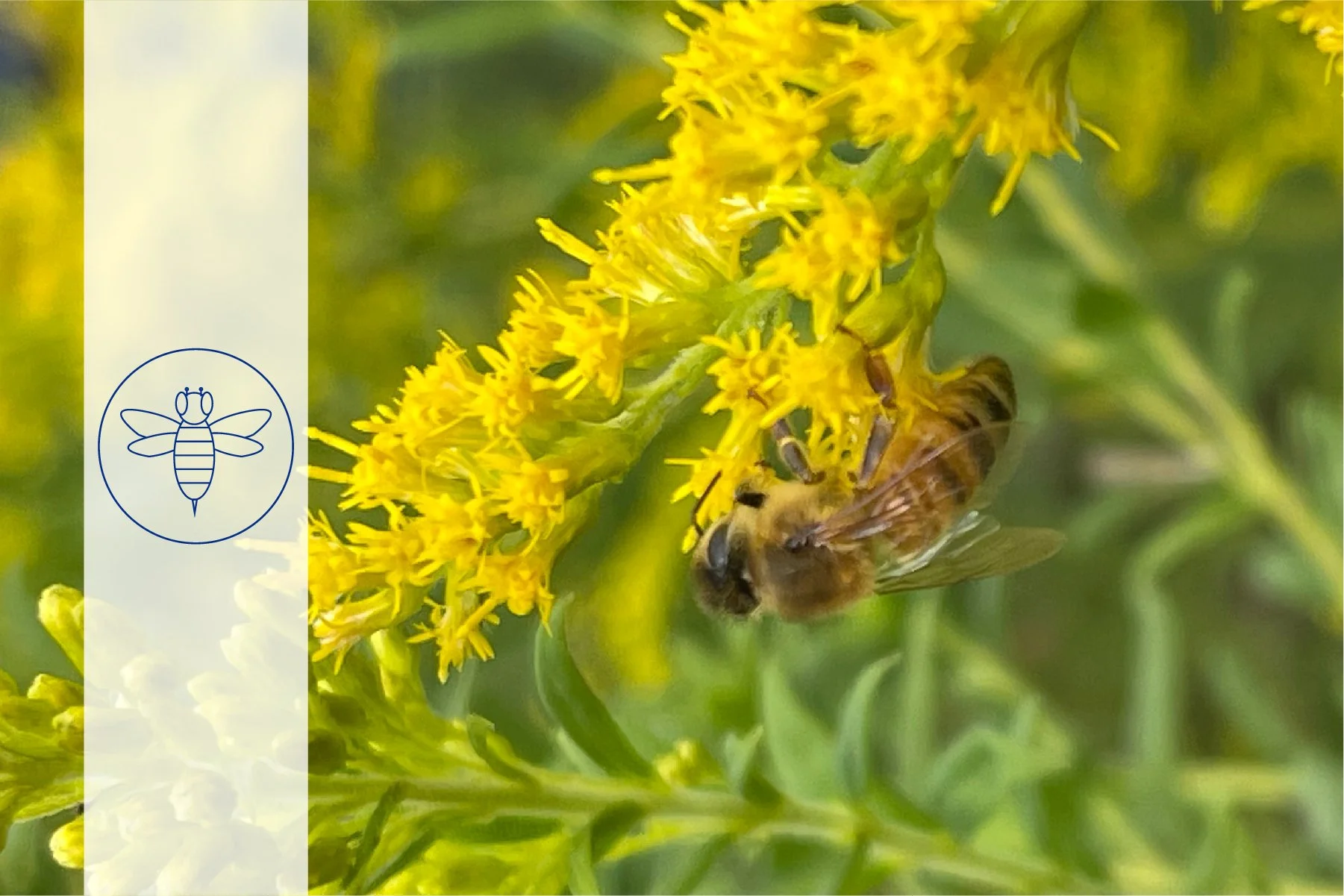 BEE POSITIVE — The Hope Symbol Project