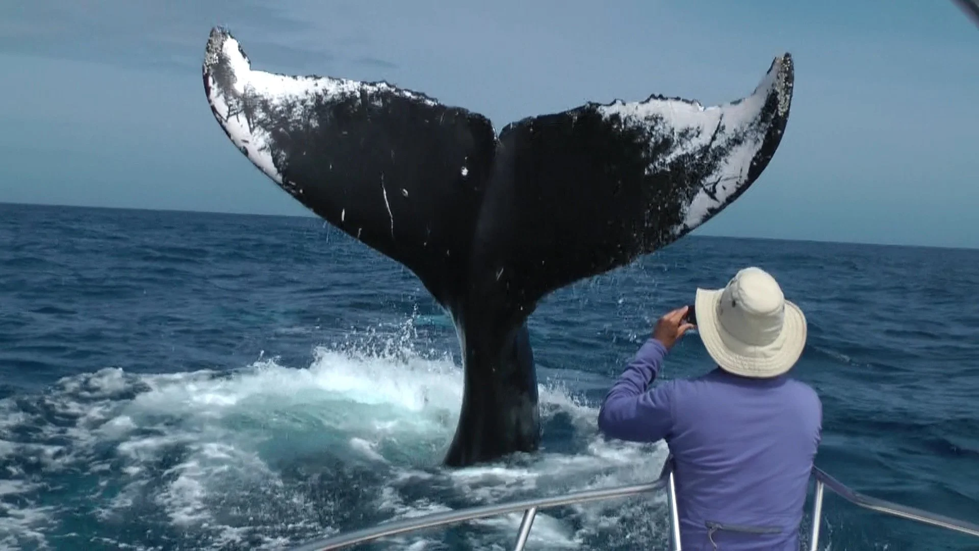 A catalogue of over 2,000 individual humpback whale fluke IDs. — Whales ...