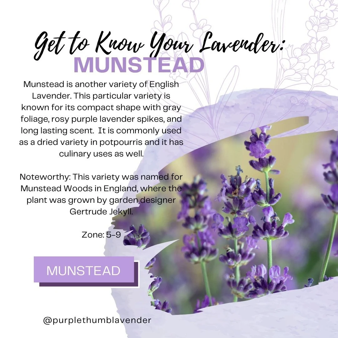 Purple Thumb Lavender | All-Natural & Handcrafted | Onalaska, WI