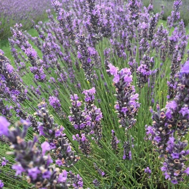 Purple Thumb Lavender | All-Natural & Handcrafted | Onalaska, WI