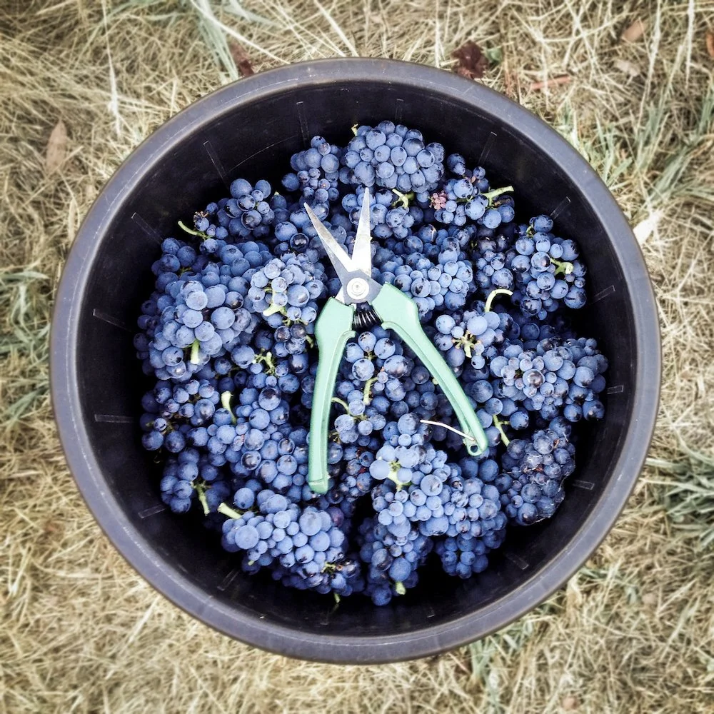 Mitchell Harris Wines — Central Highlands Growers & Producers Hub