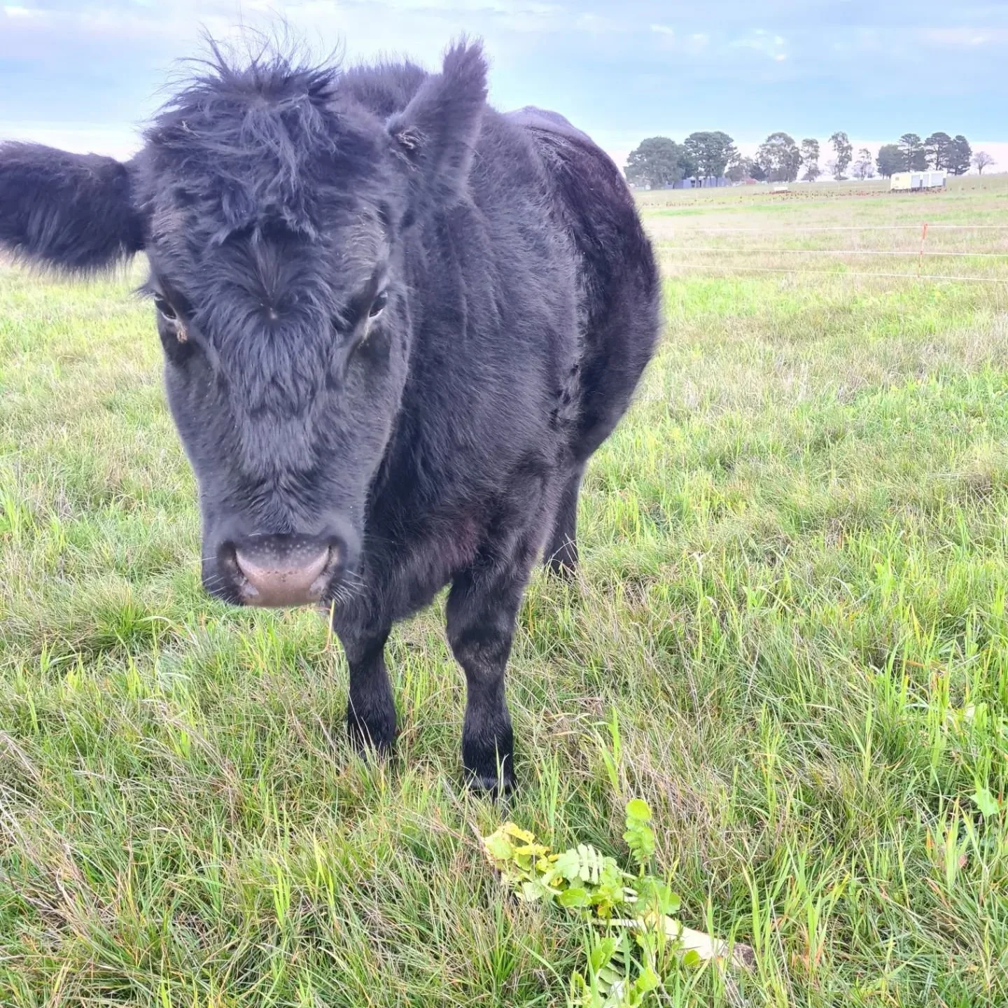 Sunnybank Farm — Central Highlands Growers & Producers Hub