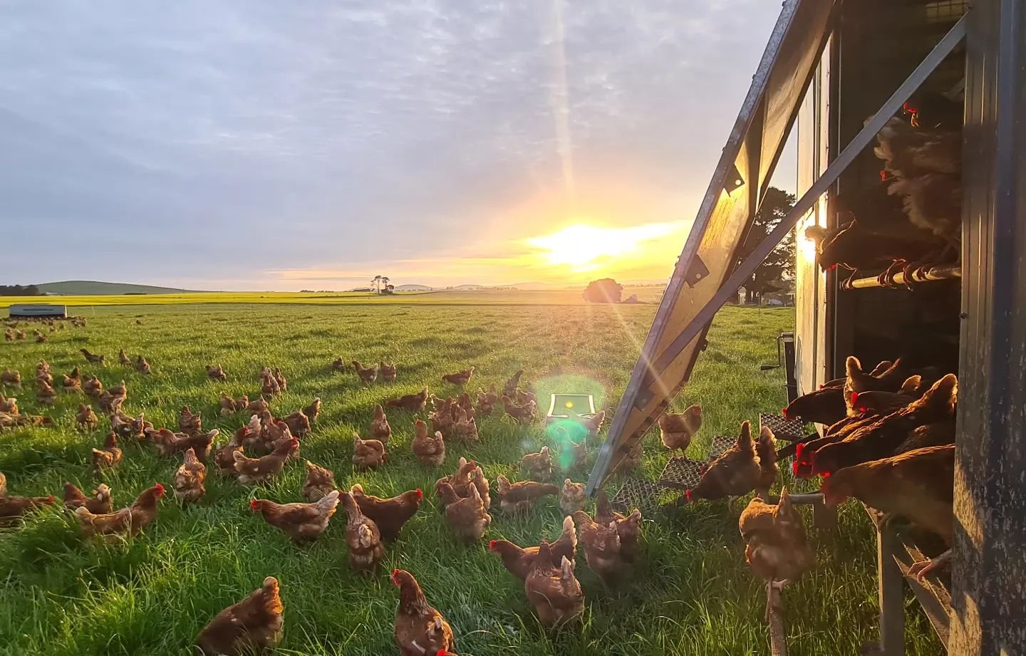 Sunnybank Farm — Central Highlands Growers & Producers Hub