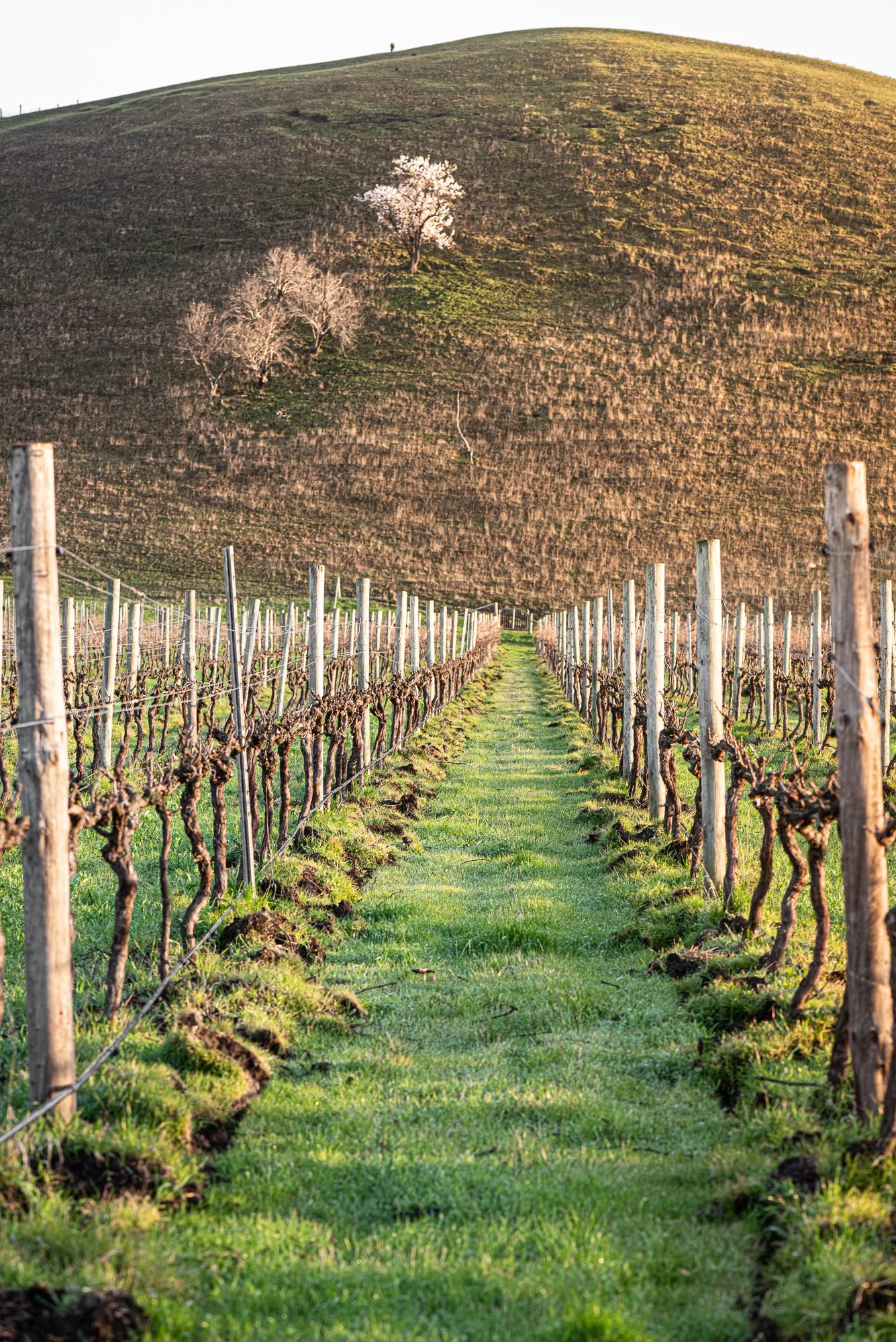 Central Highlands Growers & Producers Hub