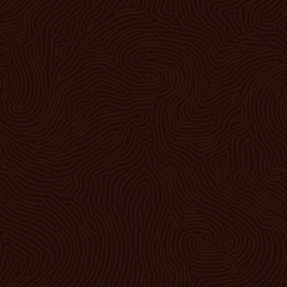 Shine On Gimuy Festival — Shine On Productions