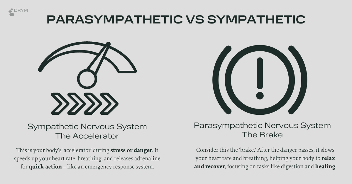 Sympathetic vs Parasympathetic Nervous System — DRYM