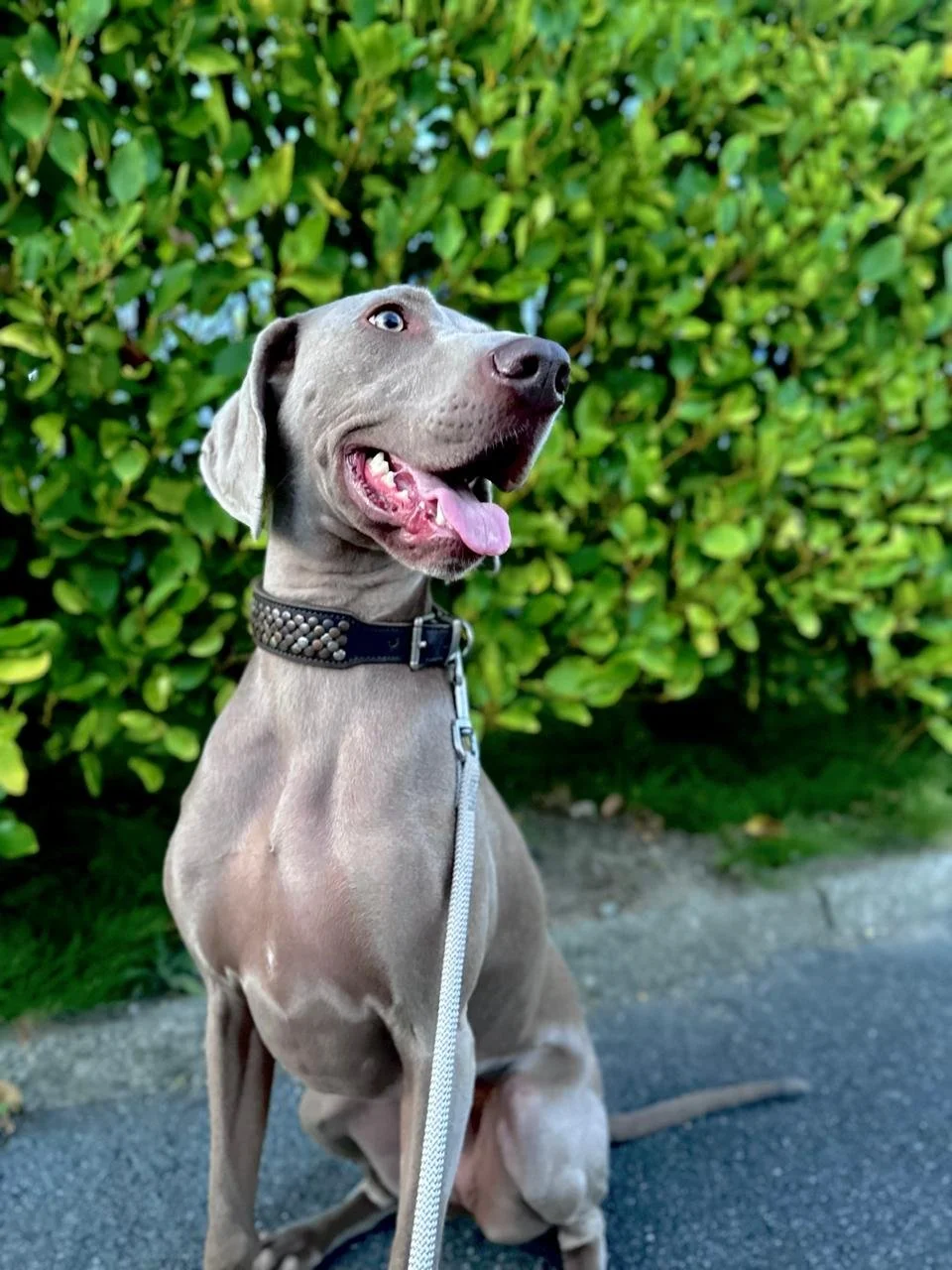 Professional Dog Walker in Guernsey — Mooney and Friends