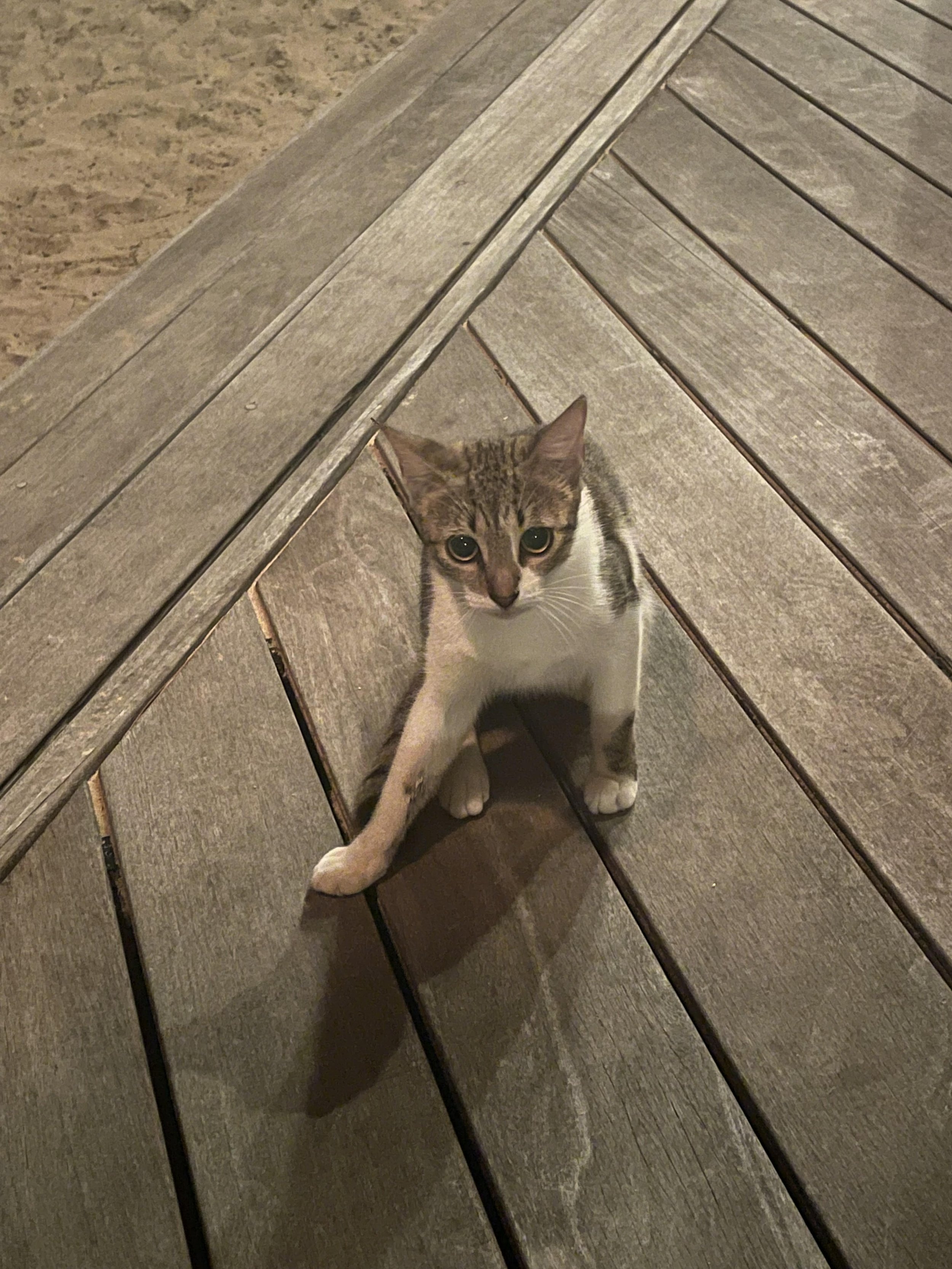 Cat Sitting Service in Guernsey — Mooney and Friends