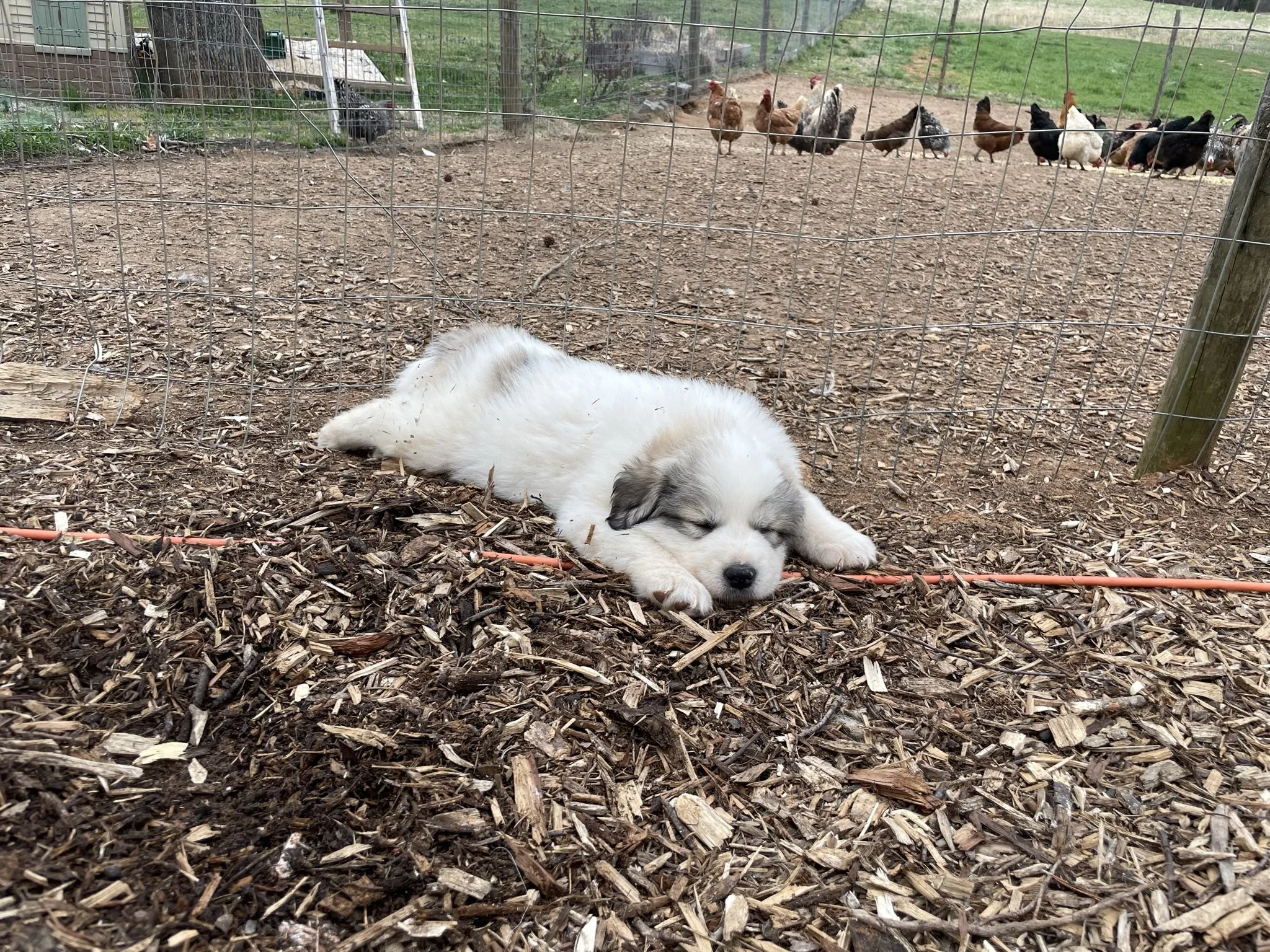About | Family Owned & Operated — WILD Acres Farm