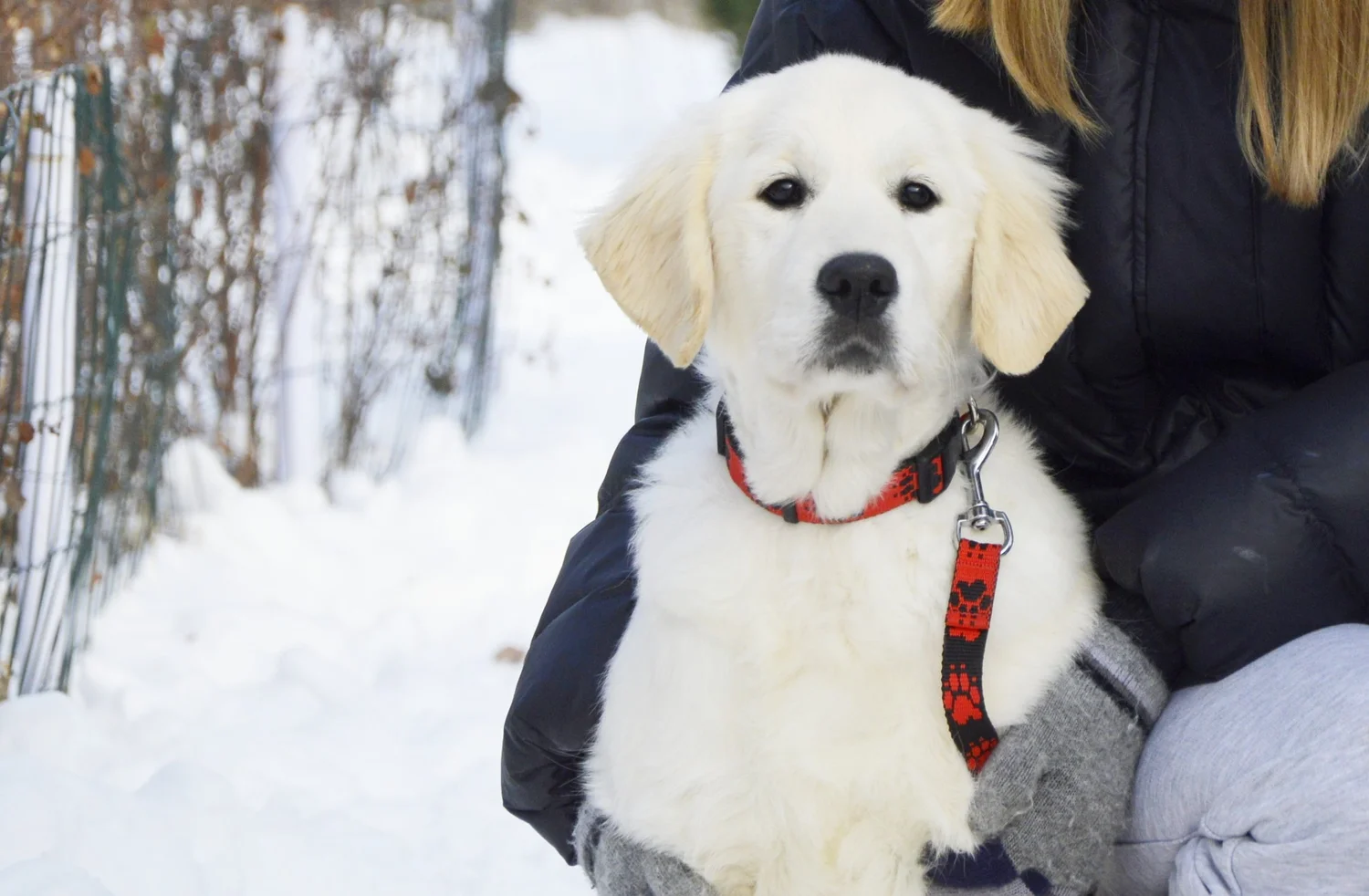 Capital Cream Goldens - Learn about our love for Golden Retrievers