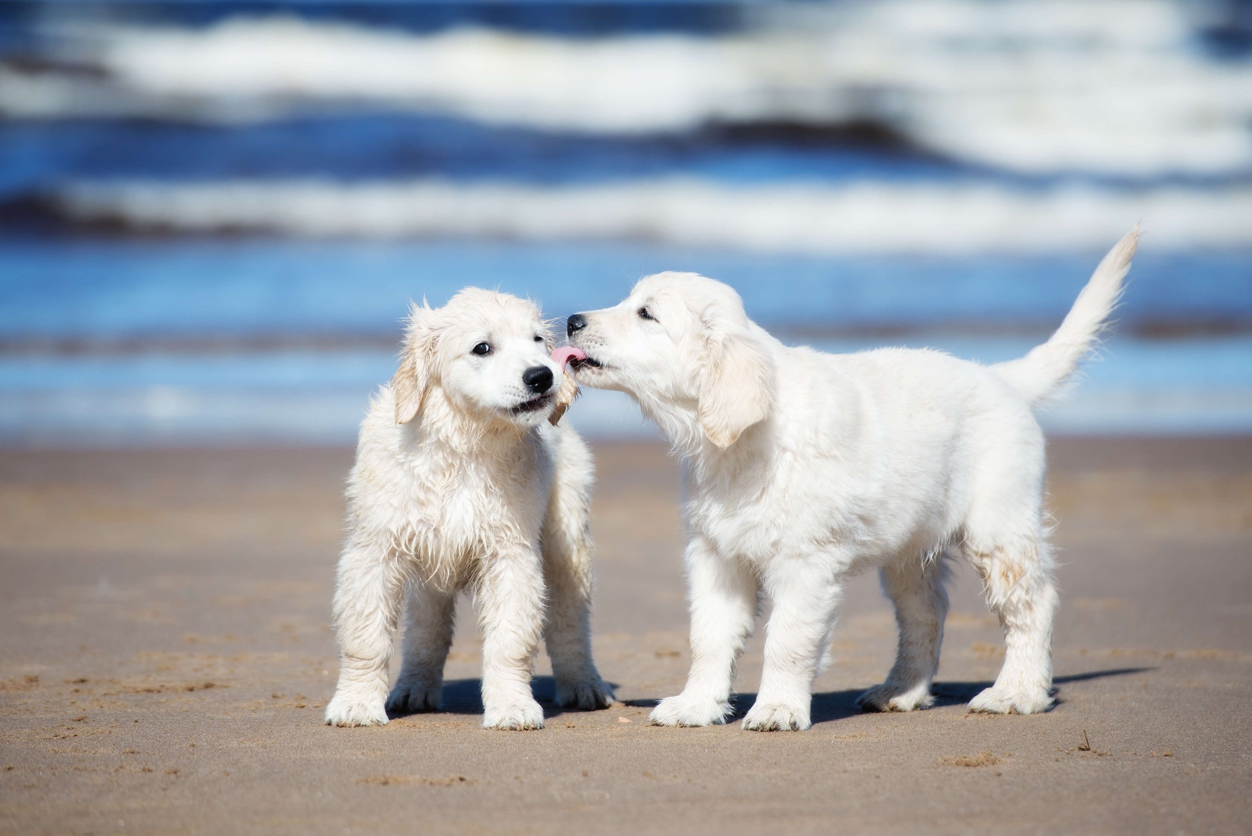 Capital Cream Goldens - Golden Retriever Puppy Selection