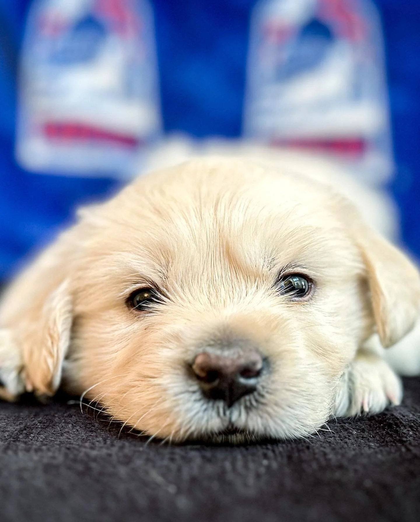 Golden Retriever Puppies For Sale — Capital Cream Goldens