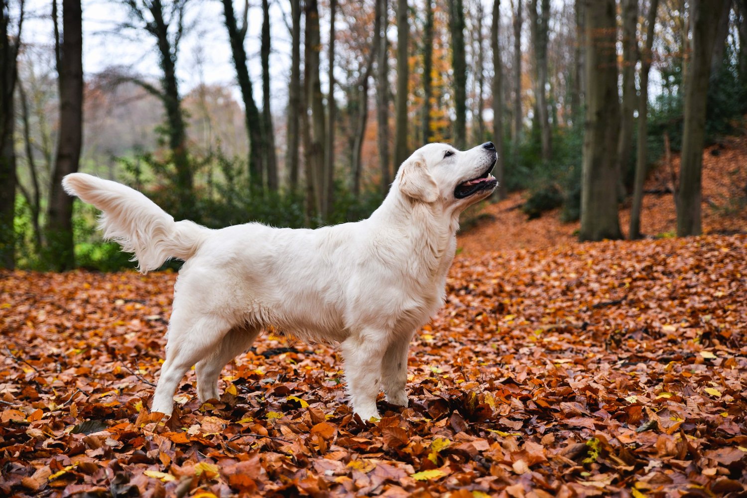 Capital Cream Goldens - Learn About our Golden Retriever Breeding Dogs