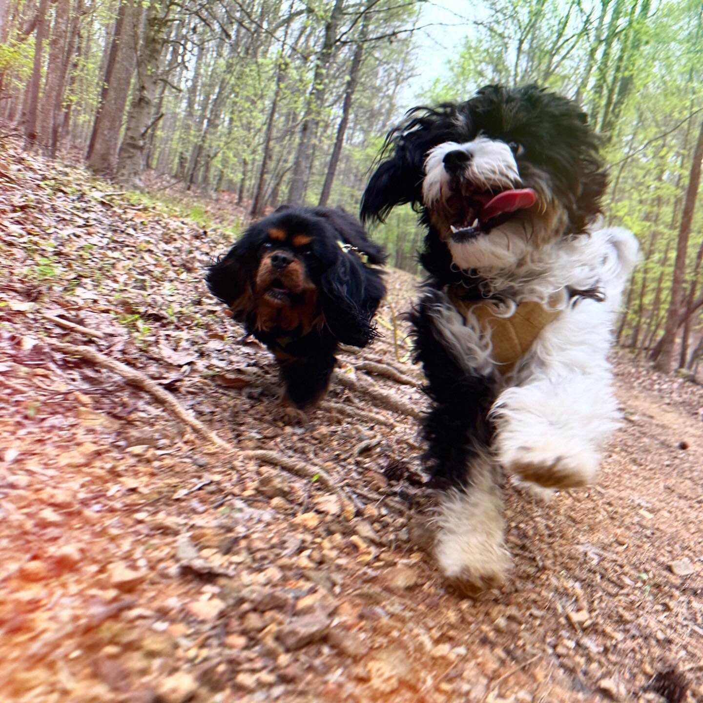 DOGDRM – Durham Dogs' Adventure B&B