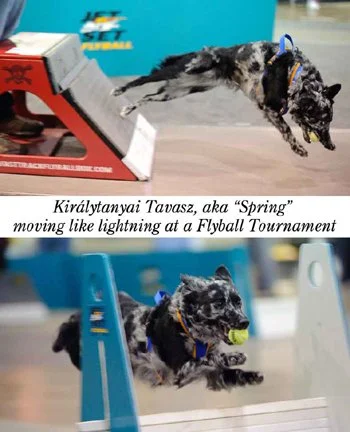 About The Breed — Mudi Club Of America