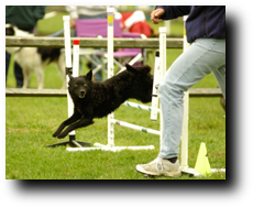 Frequently Asked Questions — Mudi Club Of America