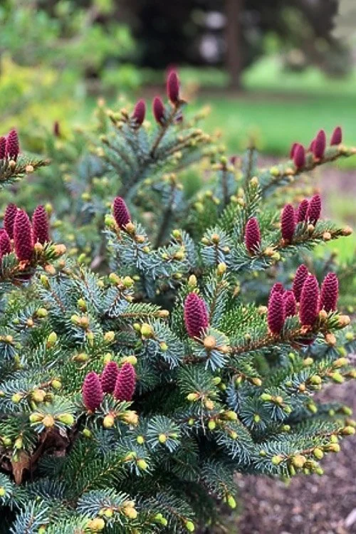 Plant Sale — Knoxville Botanical Garden and Arboretum