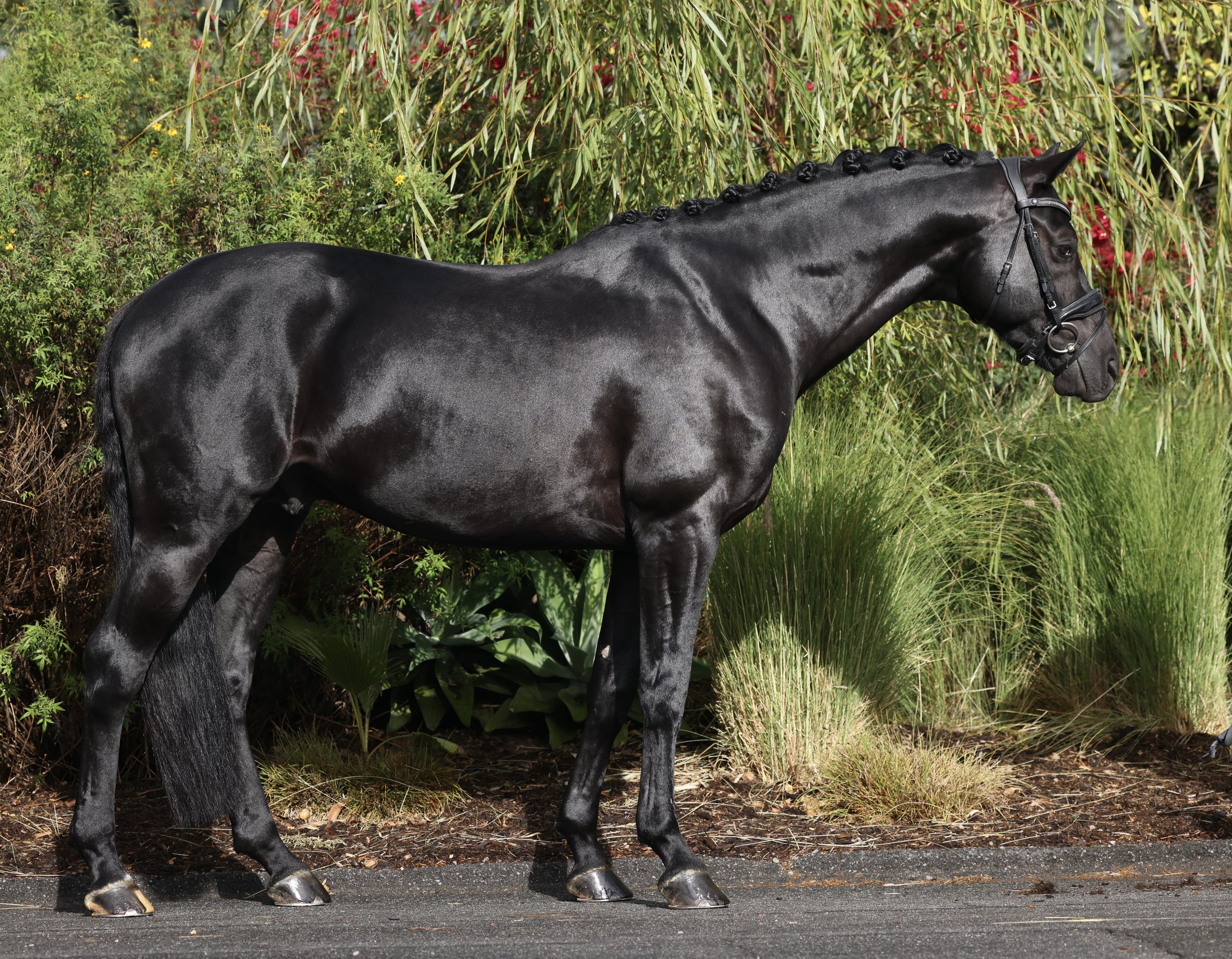Stallion Horses For Sale - Exclusive Dressage Imports