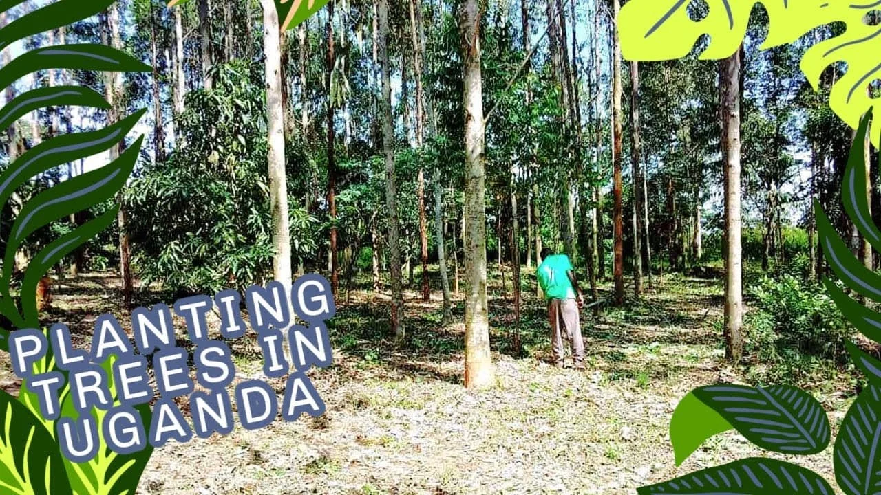 It's Earth Day! When Is the Best Time to Plant a Tree? — Uganda ...