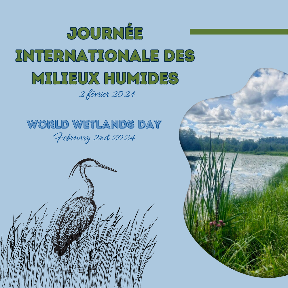 Célébrons les milieux humides! — Bleu Massawippi
