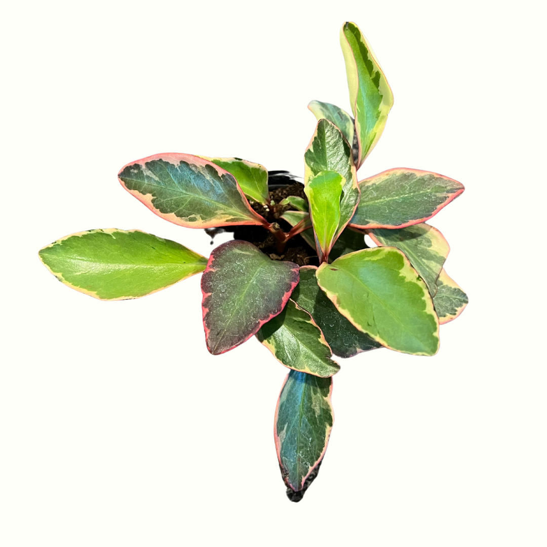 4" Peperomia - Leap Frog — Sweet Pea Pollinators
