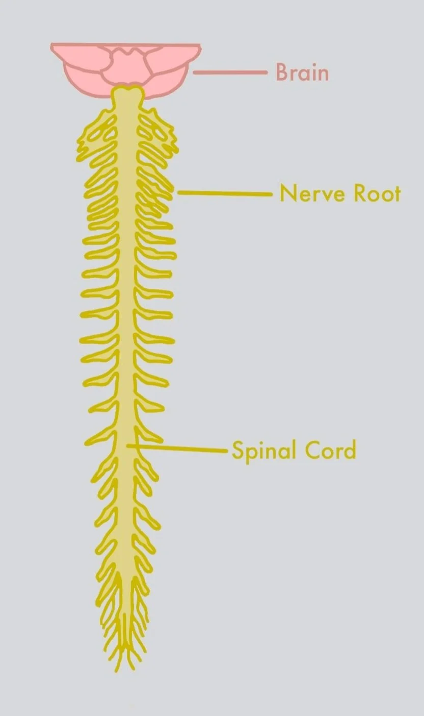 Spinal Cord — Project Synapse