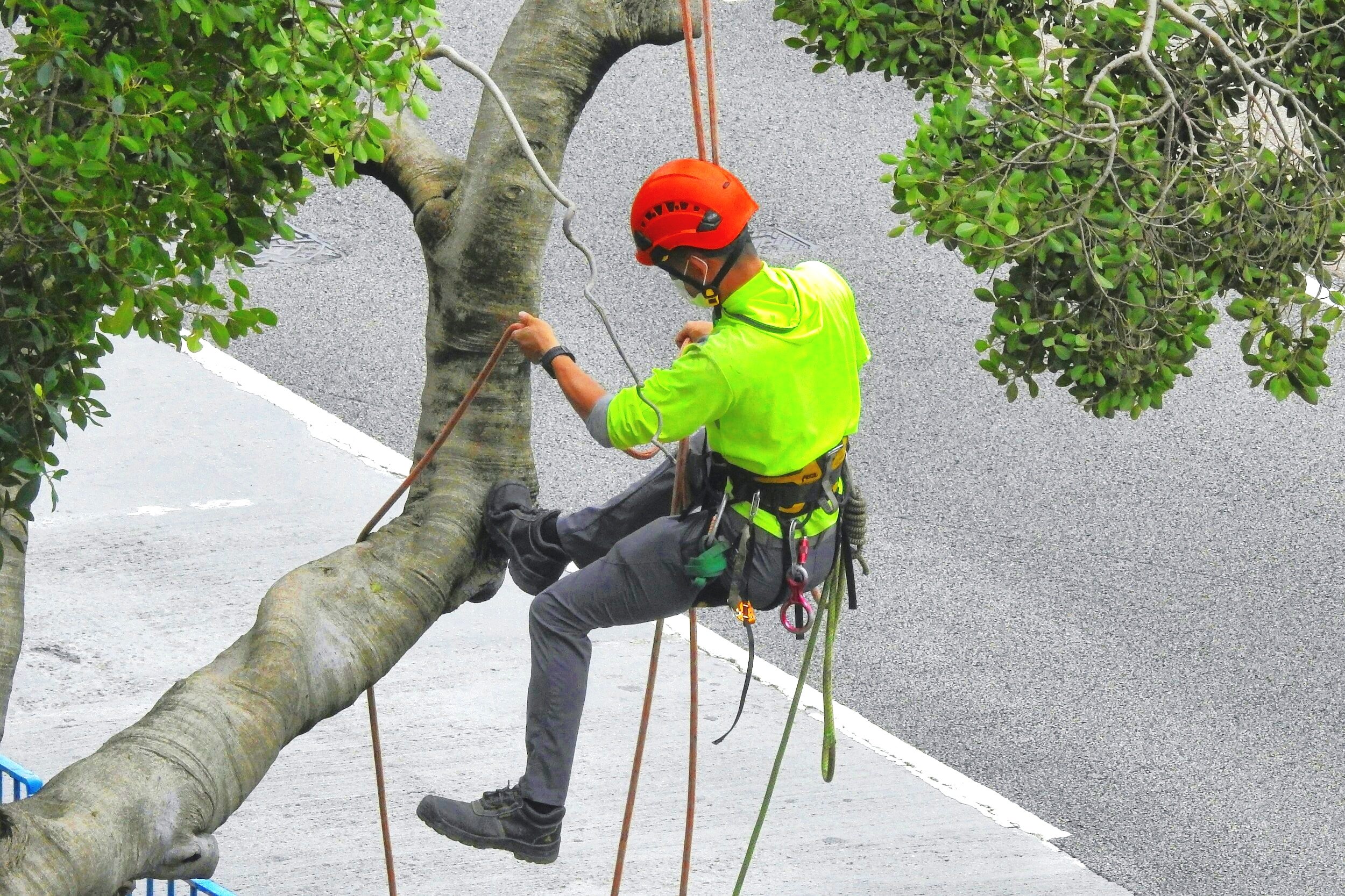 Services — Lady Landscape