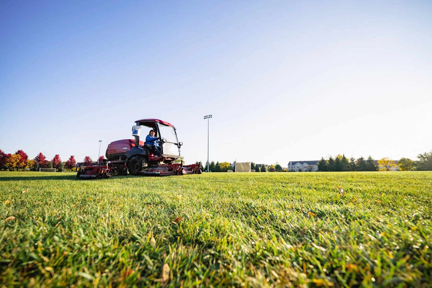 Tall Fescue — JacklinSeed