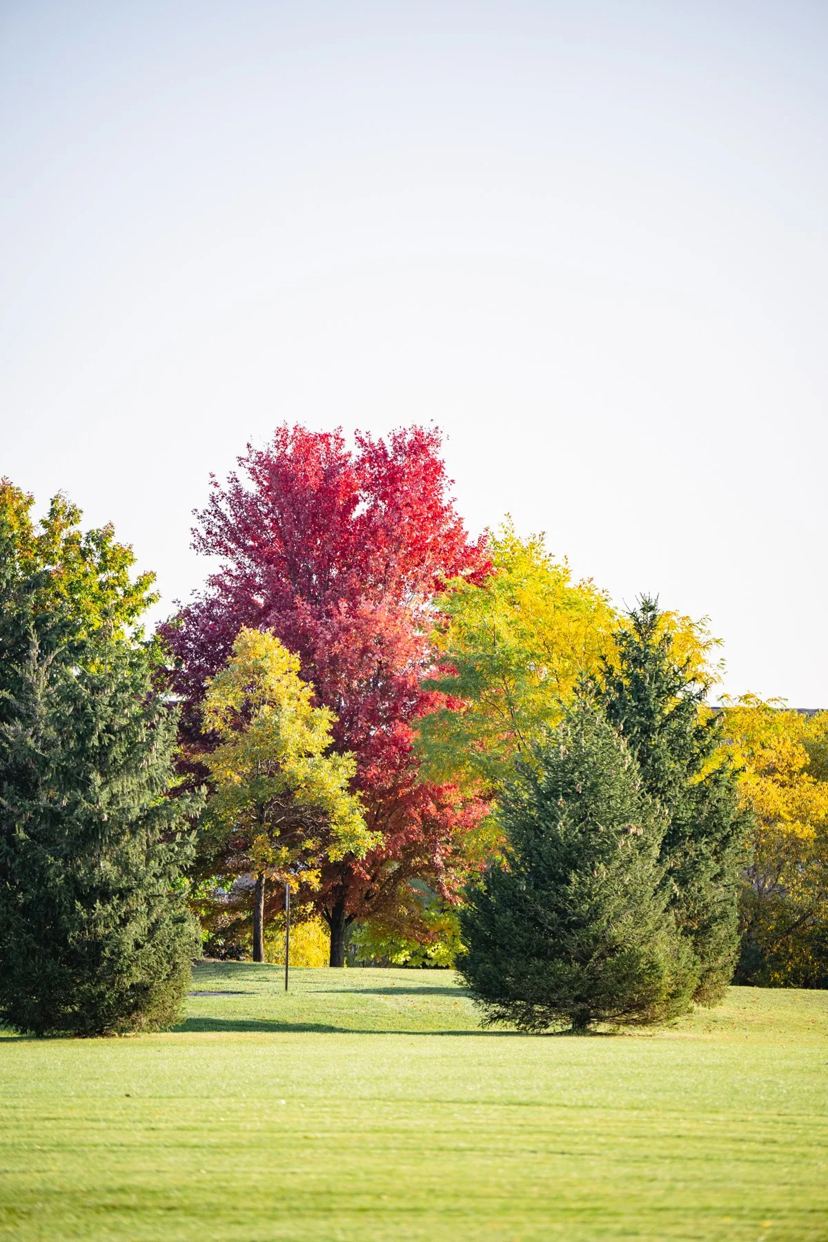 Tall Fescue — JacklinSeed