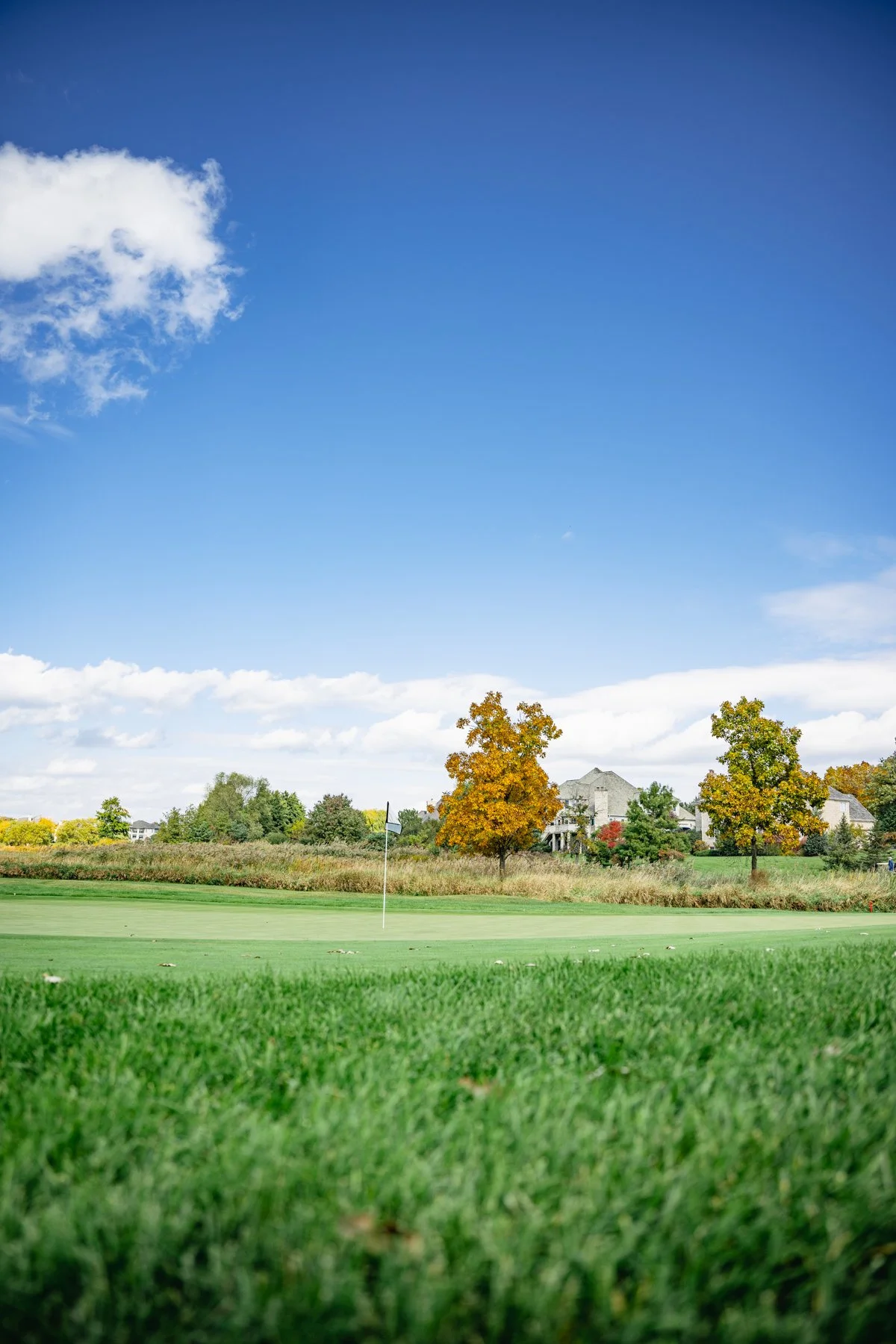 Tall Fescue — JacklinSeed
