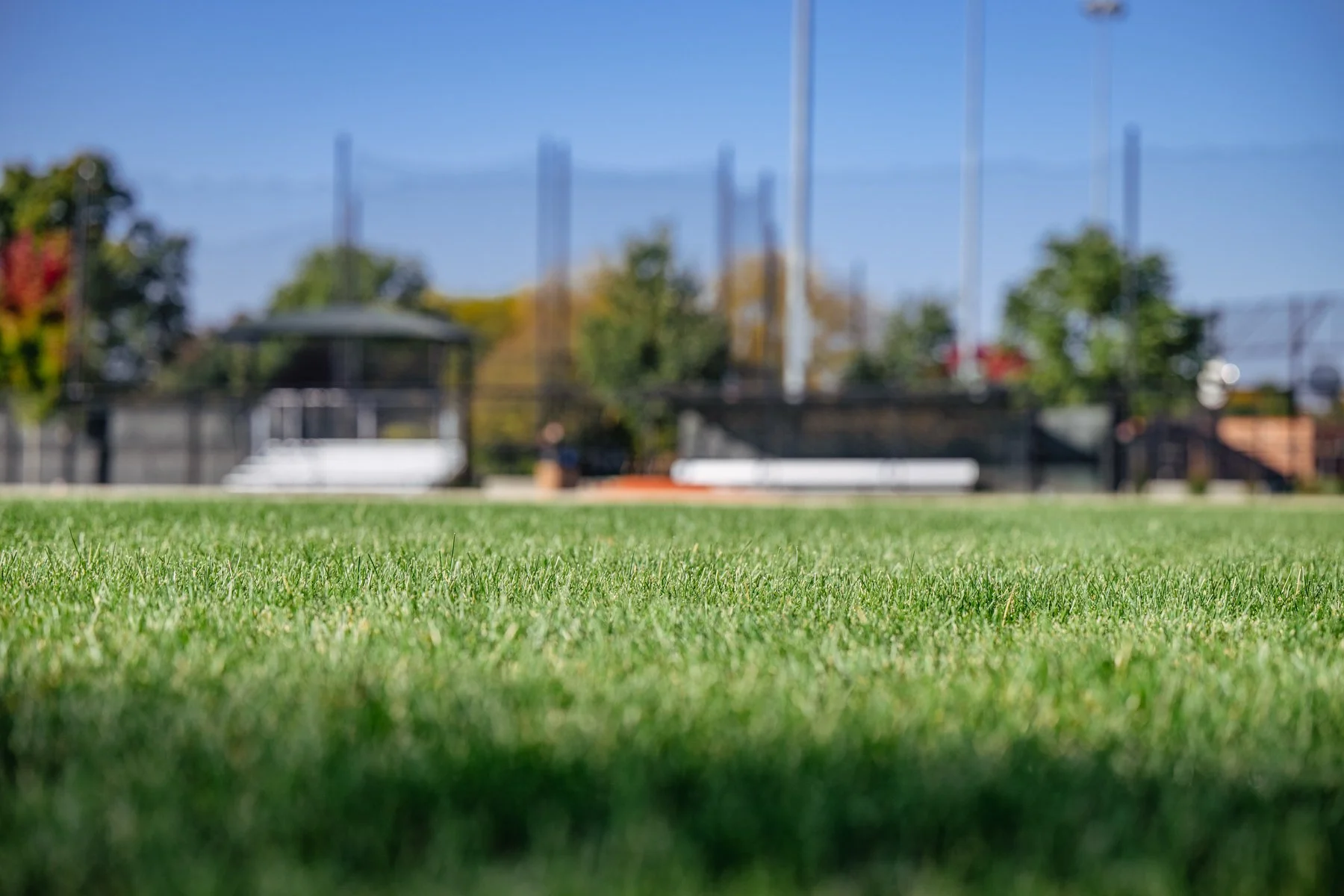 Tall Fescue — JacklinSeed