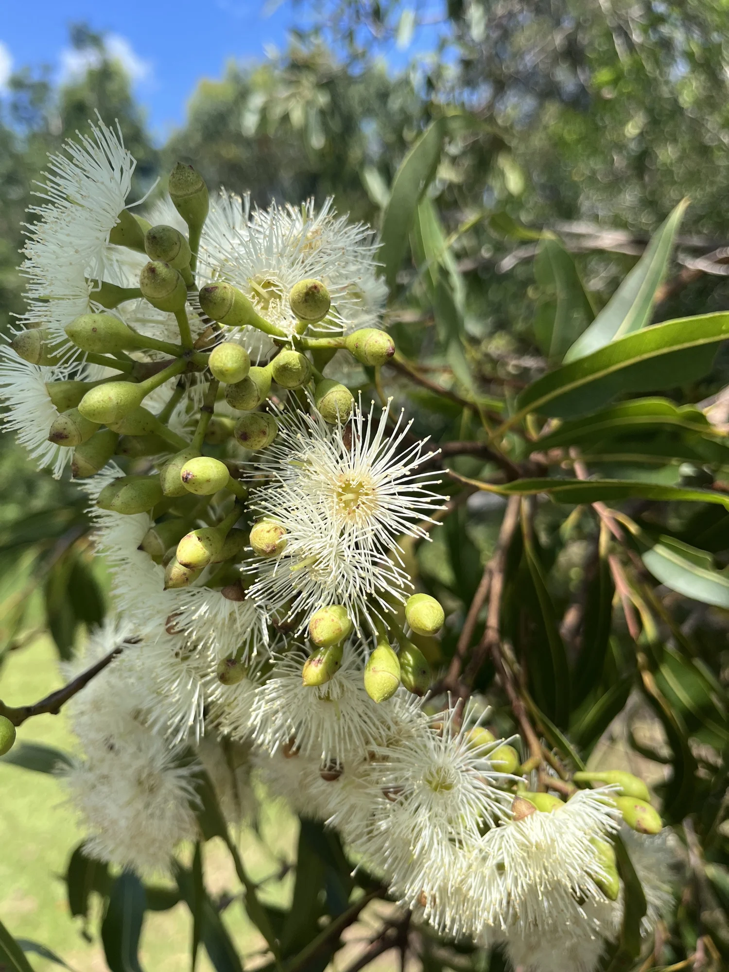 Bloodwood - Corymbia intermedia — The Australian Native Bee Co
