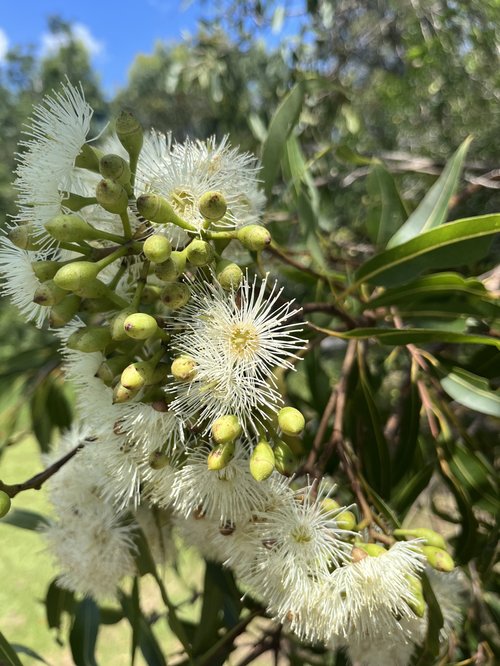Bloodwood - Corymbia intermedia — The Australian Native Bee Co