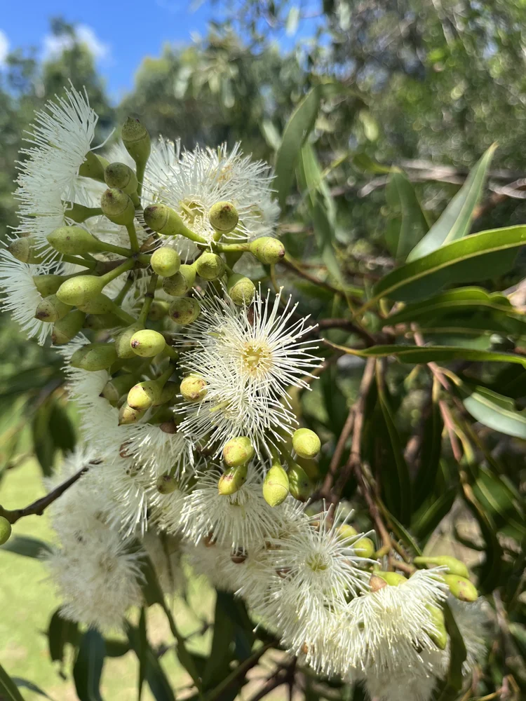 Bloodwood - Corymbia intermedia — The Australian Native Bee Co