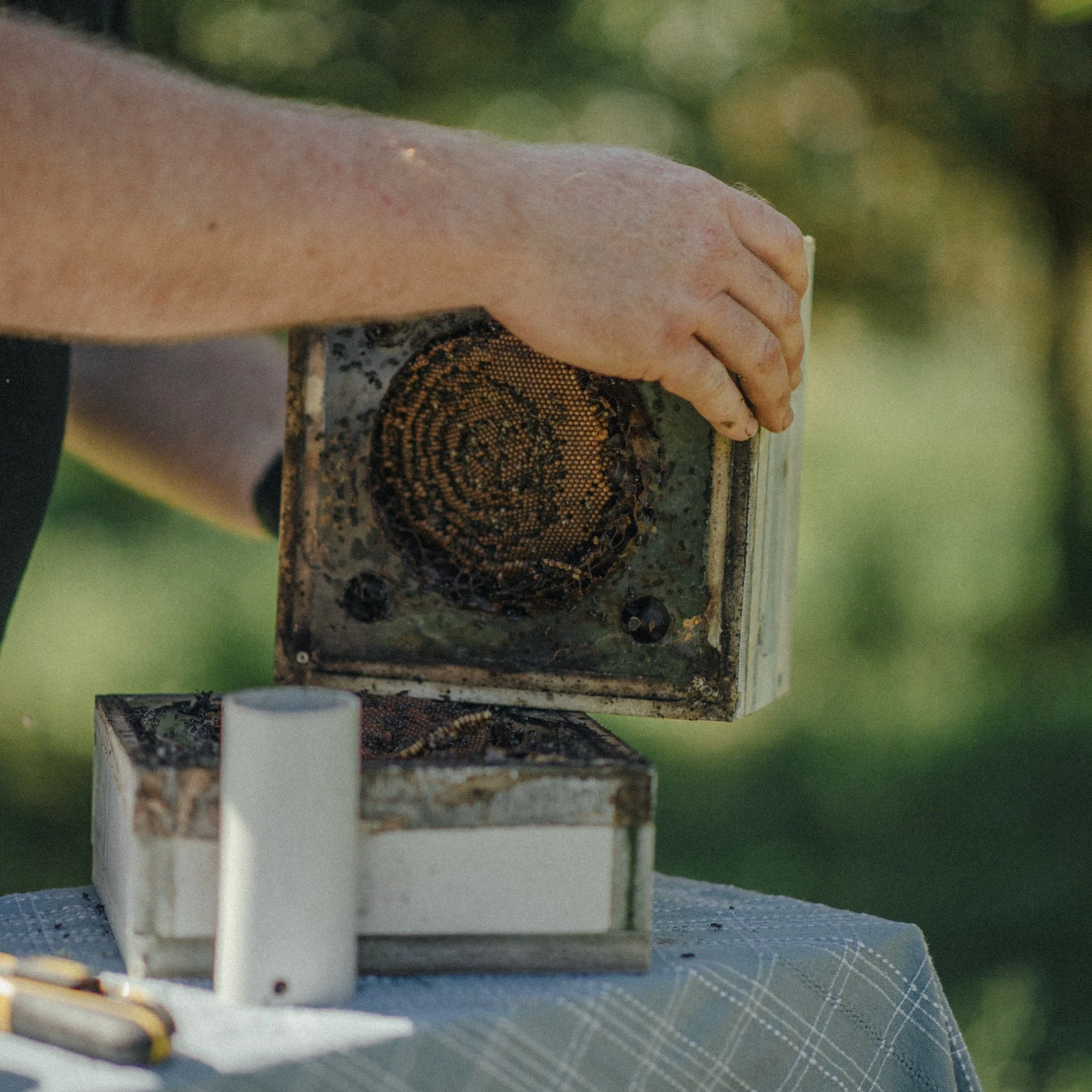 The Australian Native Bee Company