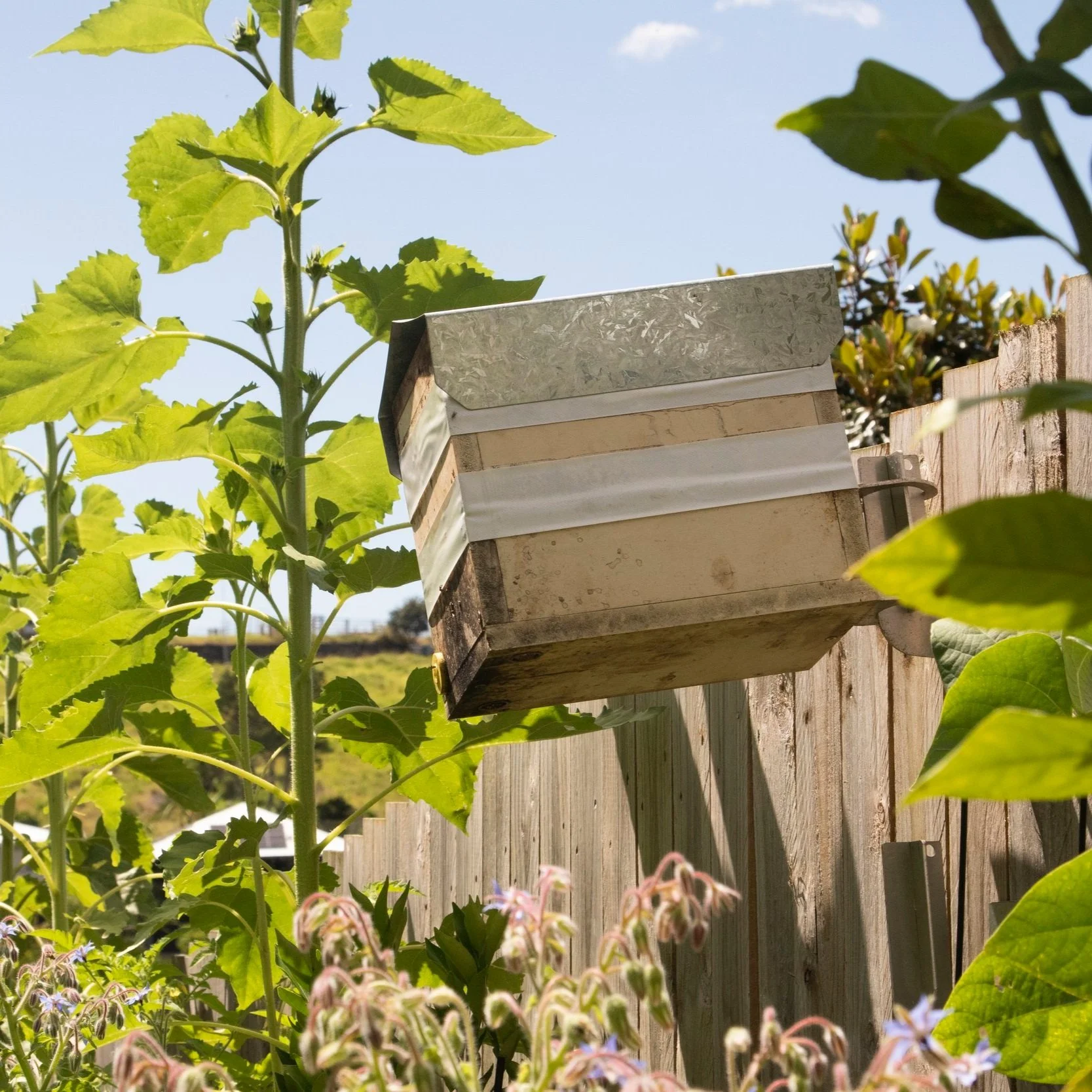 The Australian Native Bee Company