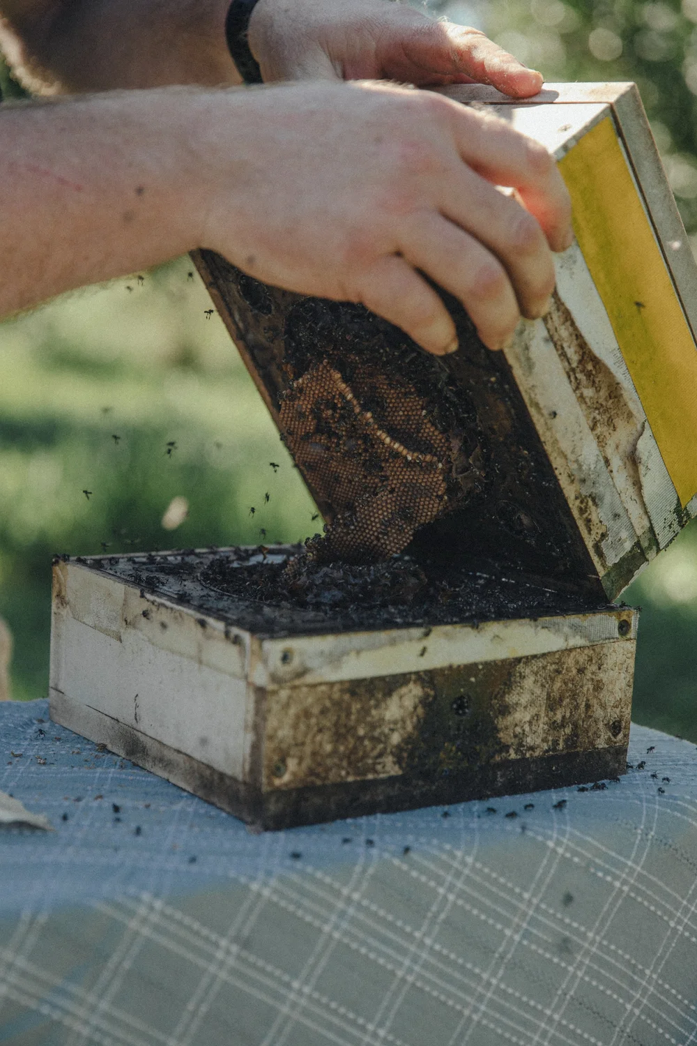 Native Bee Education — The Australian Native Bee Co