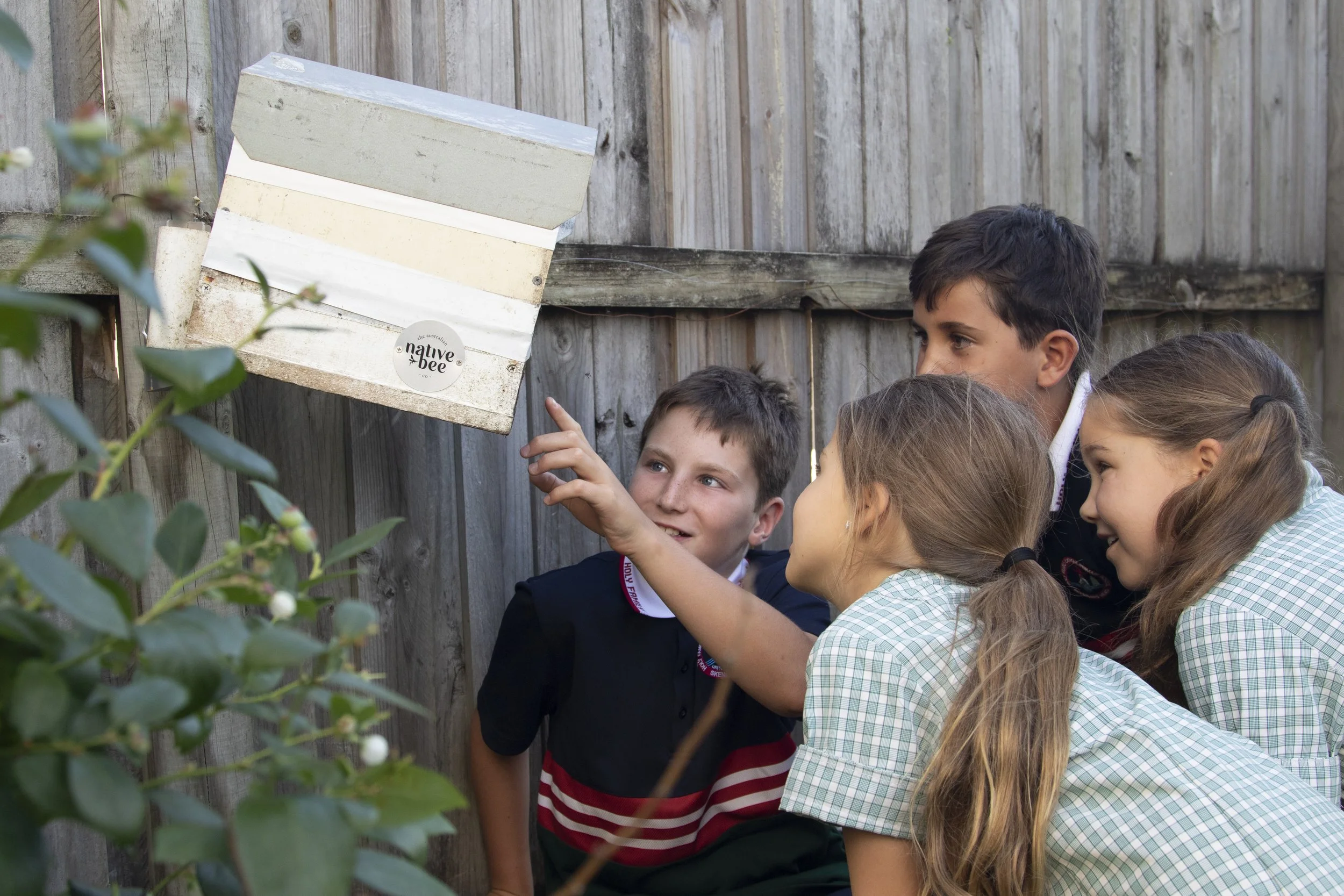 Kids subscriptions — The Australian Native Bee Co