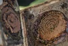 Getting started - Australian Native Bee Keeping — The Australian Native ...