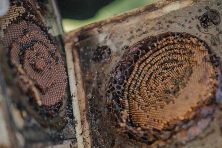 Native bee hive splitting — The Australian Native Bee Co