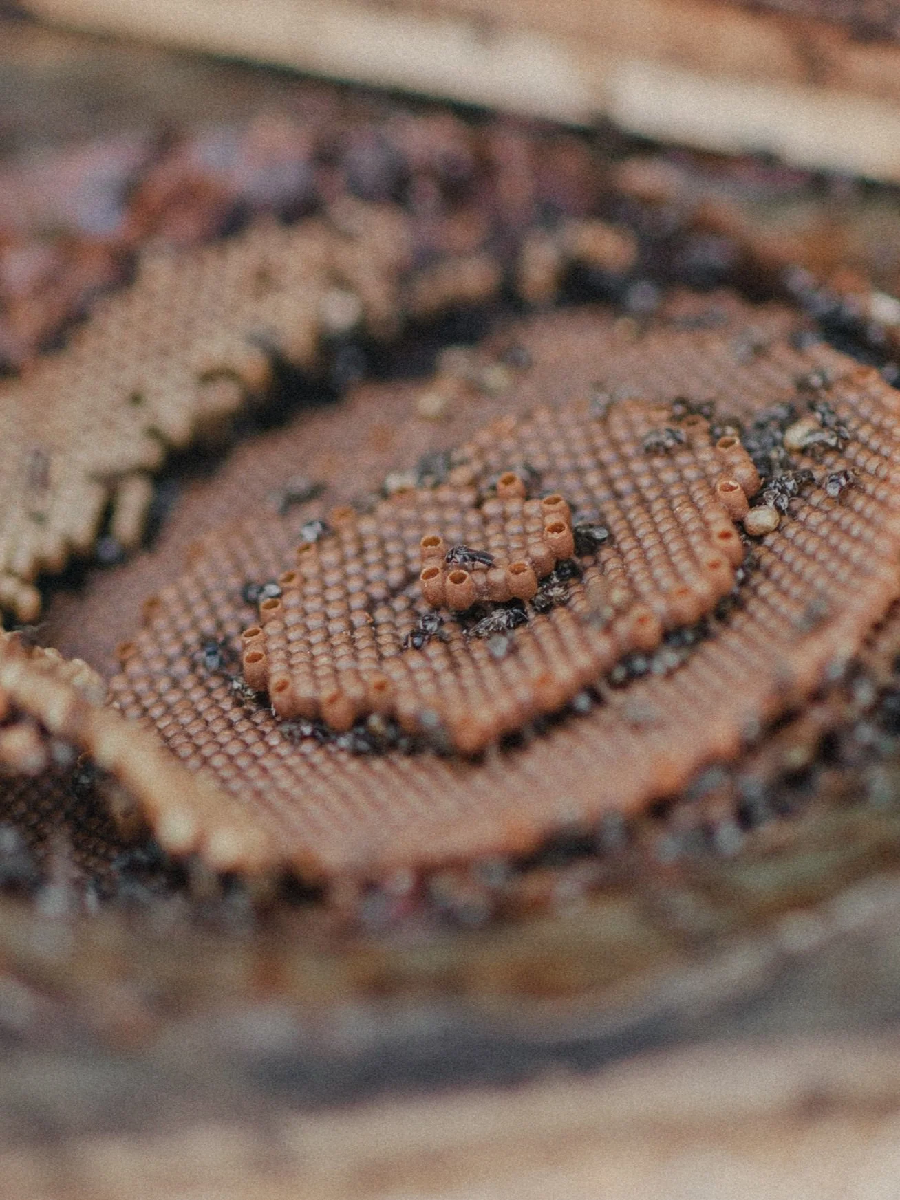 About - Australian Native Bees — The Australian Native Bee Co