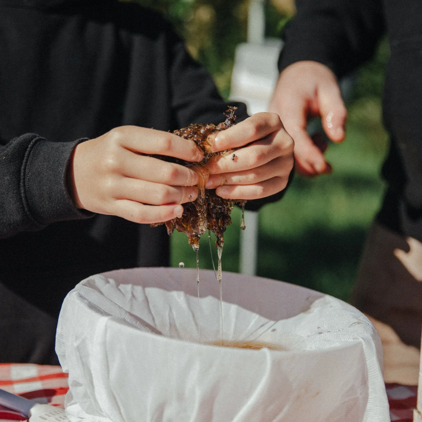 Harvesting Native Bee Honey — The Australian Native Bee Co