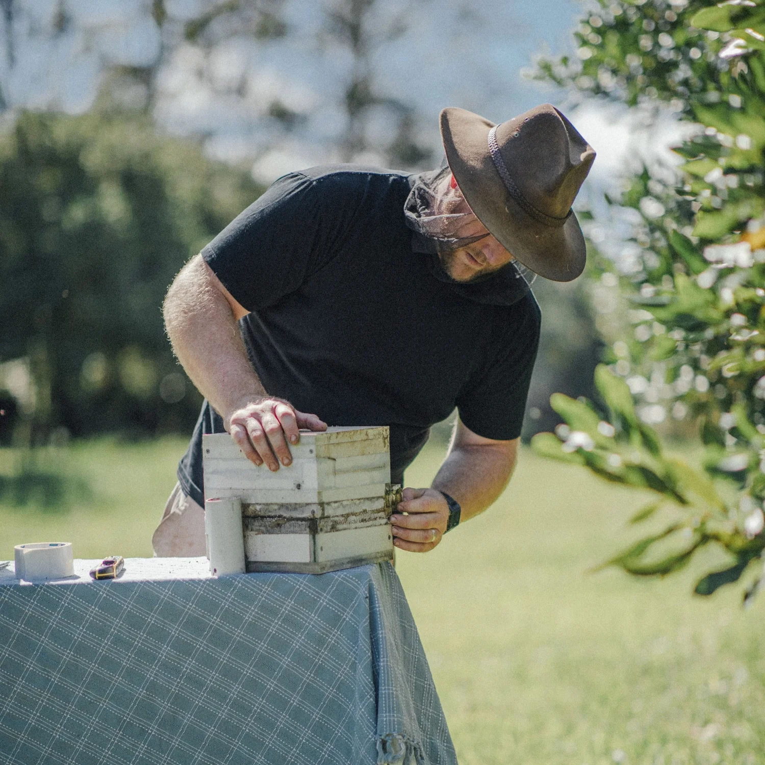 Getting started - Australian Native Bee Keeping — The Australian Native ...