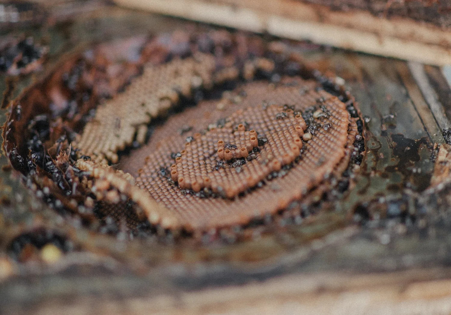 Propagation Tips — The Australian Native Bee Co
